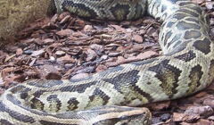 Etats-Unis : Il vivait avec 20 pythons chez lui (Photos)