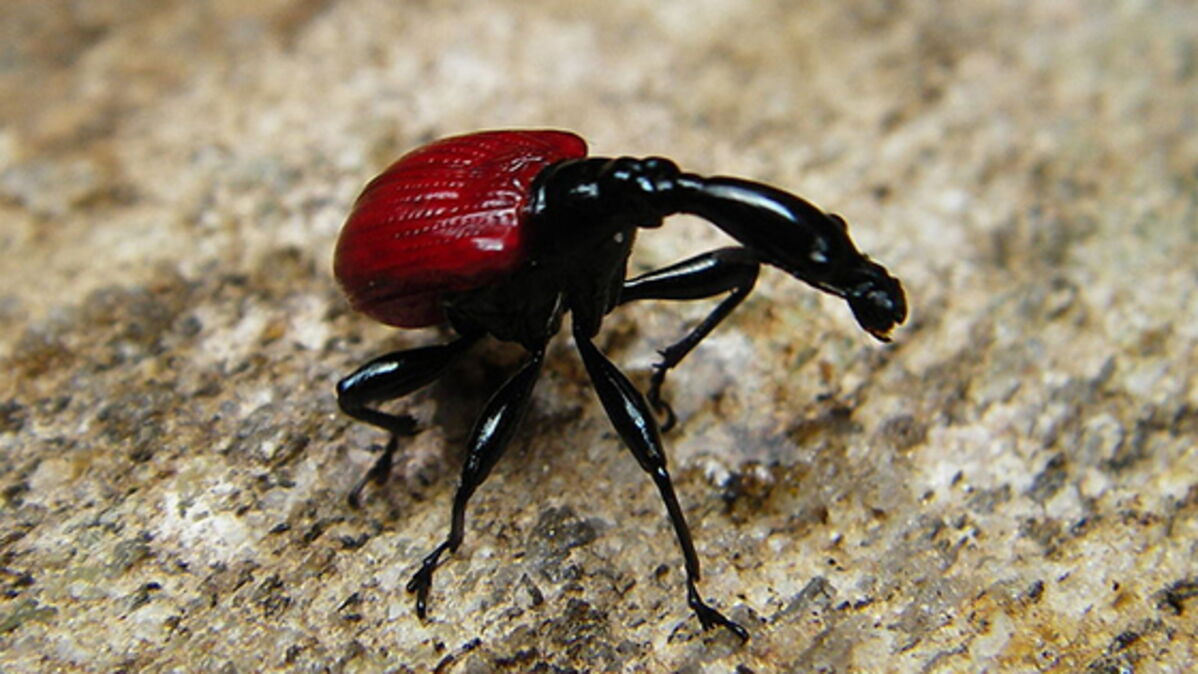 Le scarabée girafe, un étonnant insecte guerrier et architecte