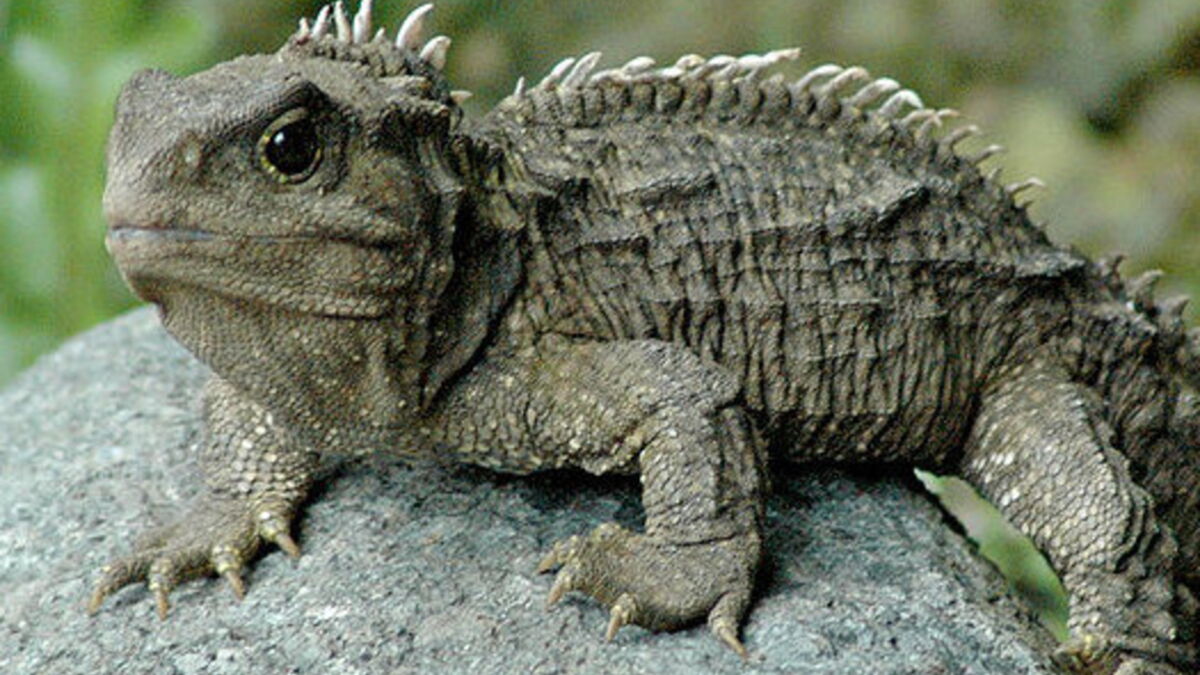 Le sphénodon : un reptile qui mâche ses proies