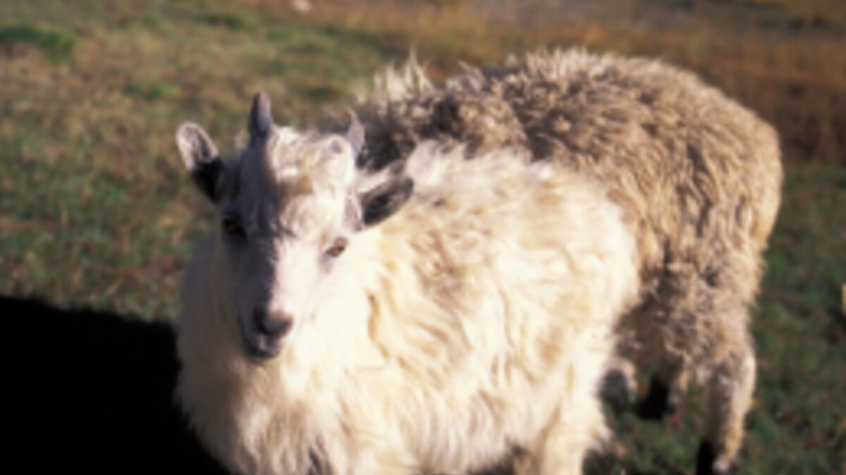 Des chèvres du Cachemire clonées pour leur laine