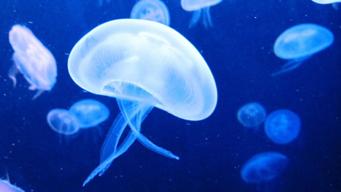 Des couches pour bébés biodégradables et hygiéniques... à base de méduse