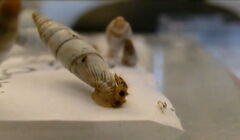 L'incroyable parasite qui transforme les escargots en zombies