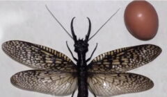 Les 15 animaux les plus mortels sur Terre