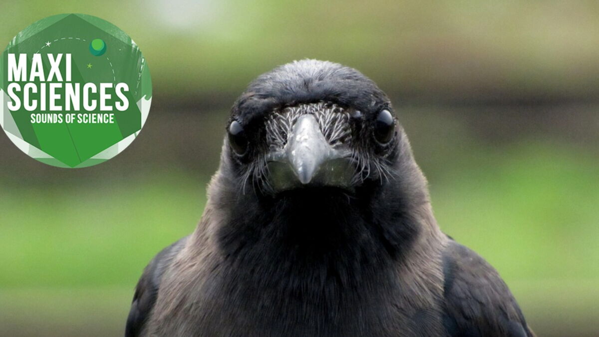 Corneille, sarcophage et fruits de mer, les 8 actus sciences que vous ...