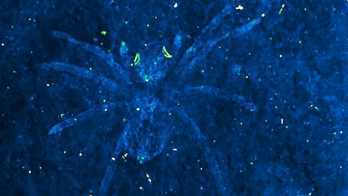 Morte depuis 110 millions d'années, cette araignée fossile brille dans ...