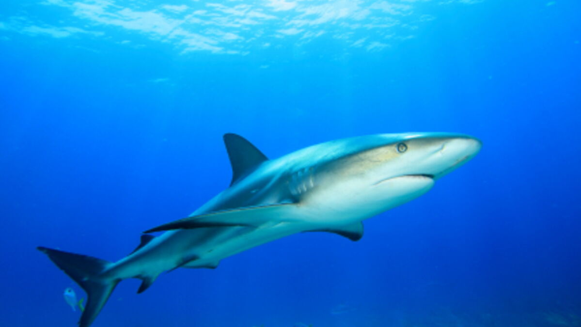 Le premier marquage de requin à la Réunion