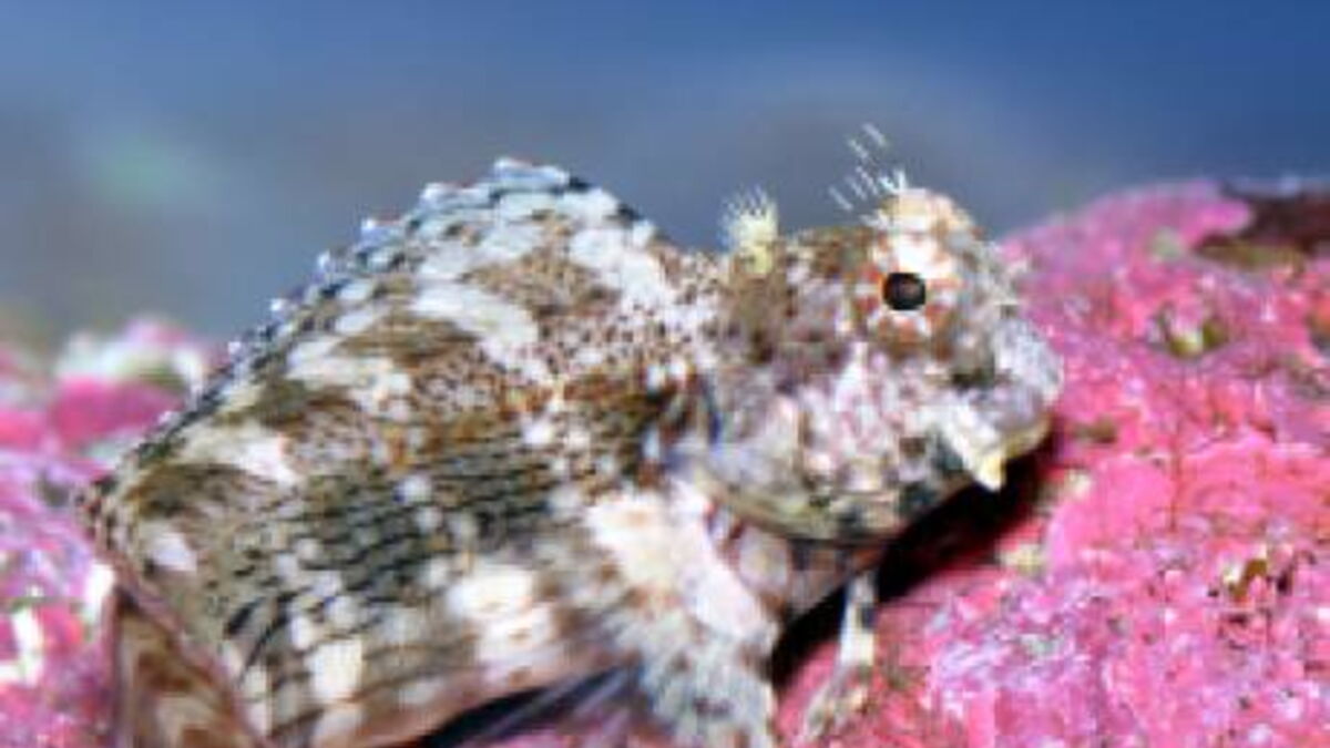 Poissons tropicaux : 7 nouvelles espèces de blennies découvertes