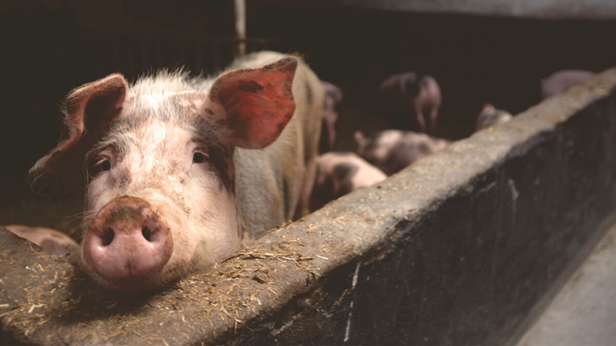 Porc : news, photos, vidéos