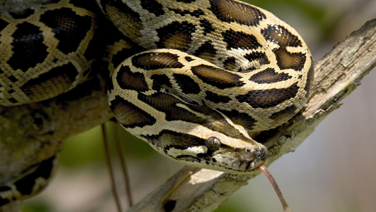 Floride : un python hybride récemment découvert pourrait menacer les ...