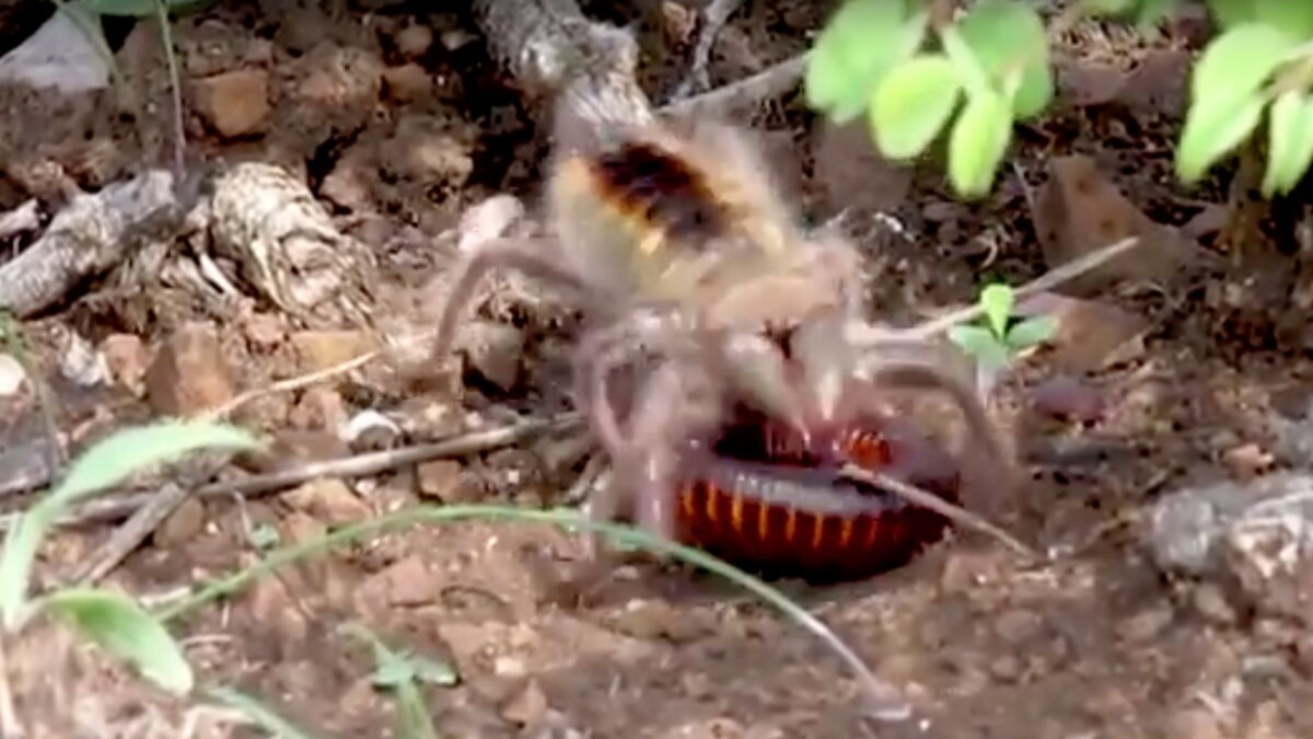 Un guide capture un duel impressionnant entre un solifuge et un mille ...