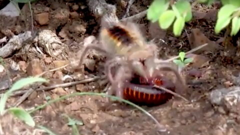 Un faucheux aux pattes démesurées découvert au Laos