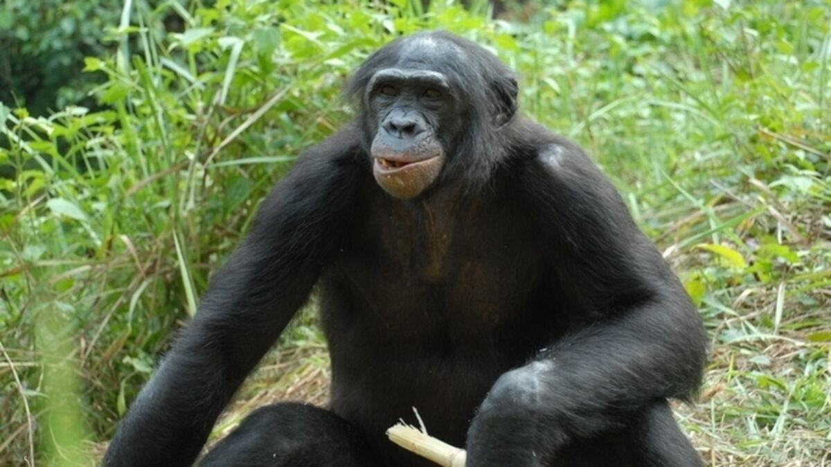 Les bonobos ont le sens du rythme