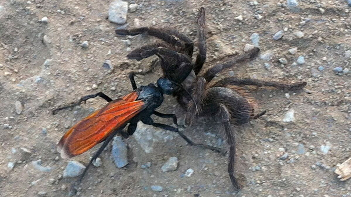 Une lutte sans merci entre une guêpe et une mygale