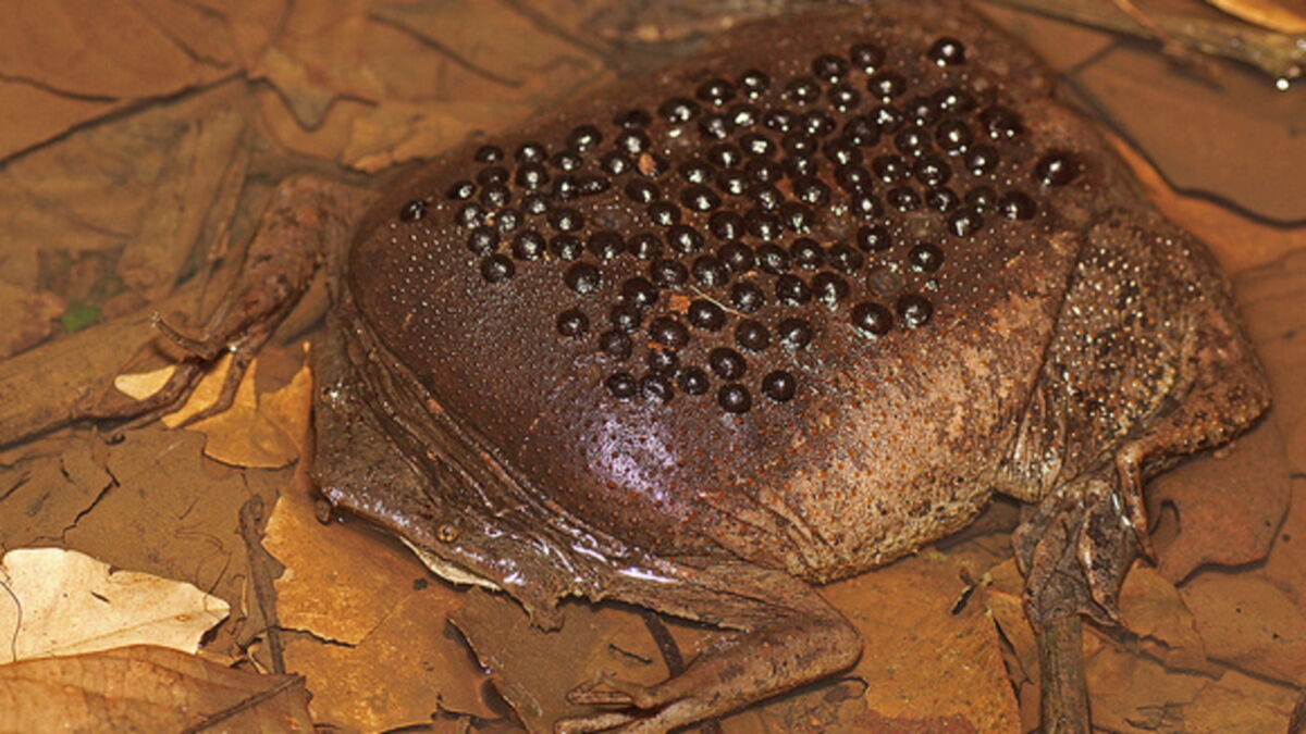 Crapaud : news, photos, vidéos