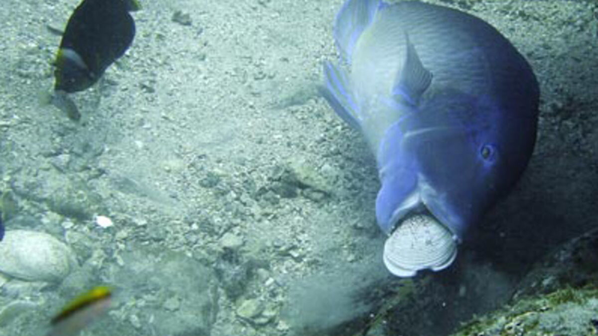 Les poissons plus intelligents que ce que l’on croit