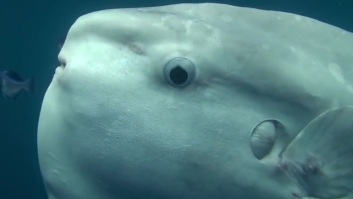 Un plongeur fait une incroyable rencontre avec un poisson-lune