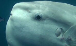 Ces photos dévoilent d'étranges créatures sous-marines rencontrées dans ...