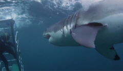 Nouvelle-Zélande : trois requins lumineux géants découverts