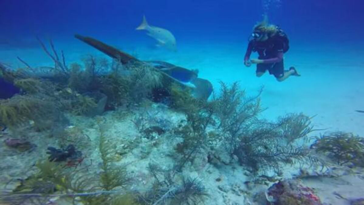 Un récif corallien détruit par l’ancre d’un bateau de croisière dans ...