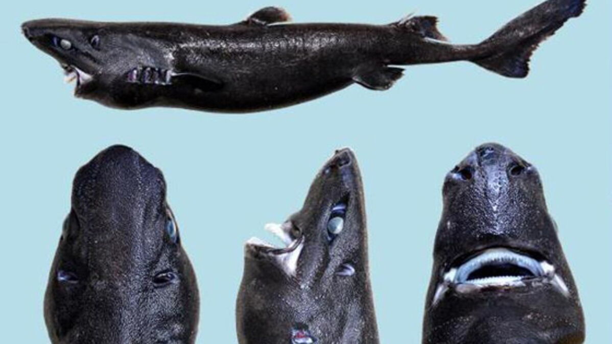 Le requin lanterne ninja, une espèce étonnante découverte dans les ...