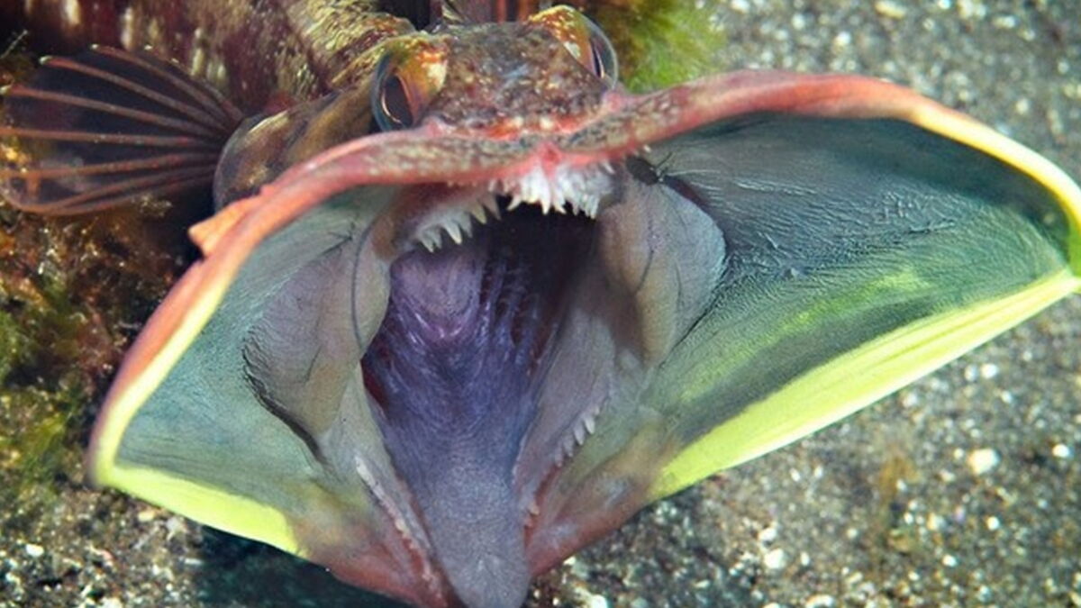 Cet effrayant poisson des profondeurs possède une arme insoupçonnée