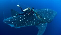 Nouvelle-Zélande : trois requins lumineux géants découverts
