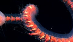 Qui est Méduse, cette créature iconique de la mythologie grecque