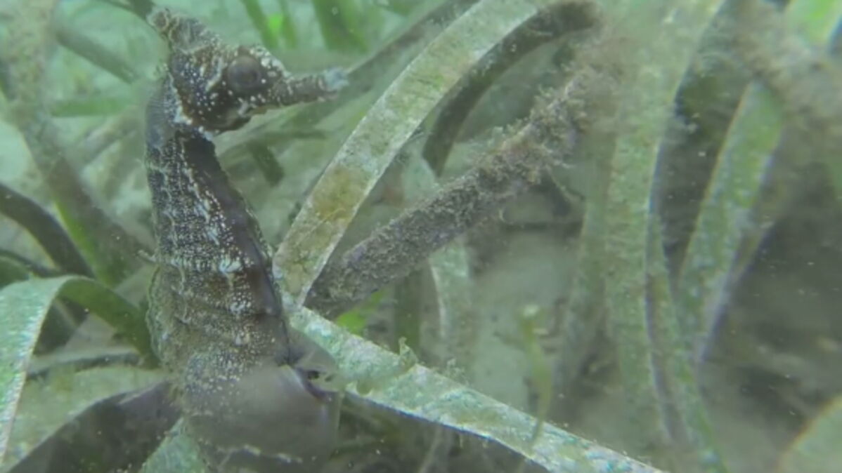 L'étonnant accouchement d'un hippocampe filmé sous l'océan