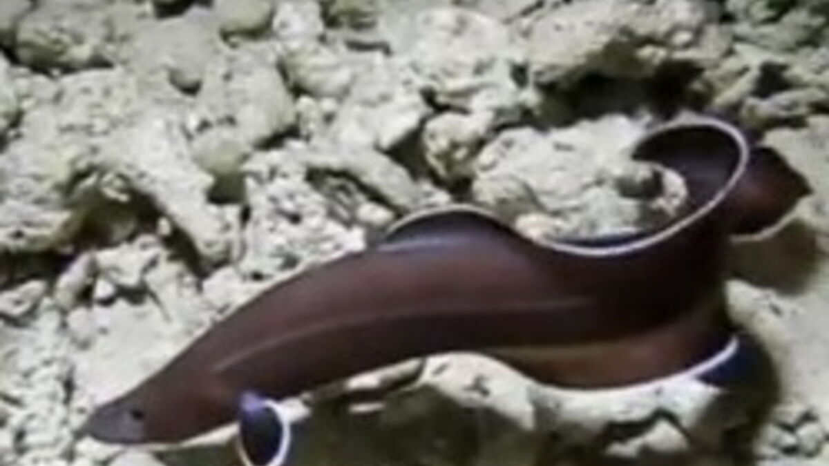 Une nouvelle espèce d'anguille a été capturée dans le Pacifique