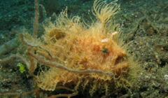 Découvrez le Macropinna, un étrange poisson des abysses à la tête ...