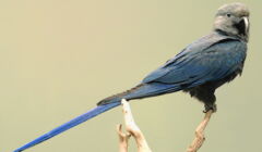 Ces 18 animaux méconnus à l'aspect étonnant pourraient disparaître ...