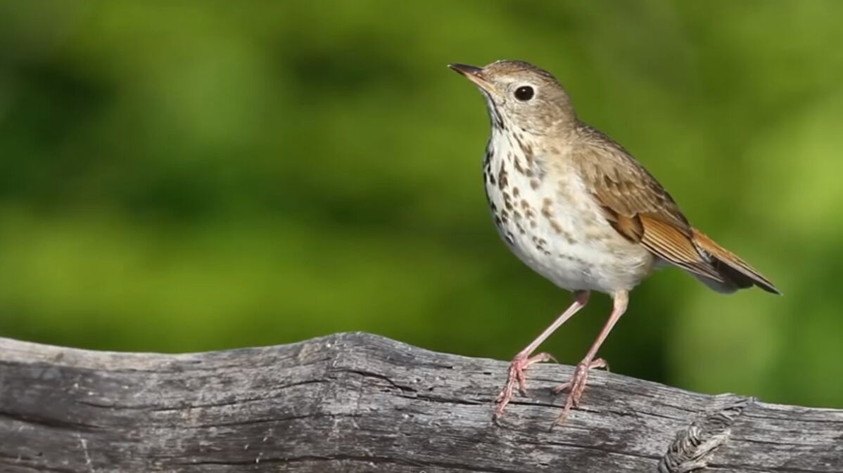 La grive solitaire, l'oiseau chanteur qui utilise la même série ...