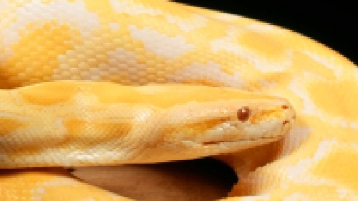 Espèce invasive : le python birman squatte la Floride et menace les oiseaux