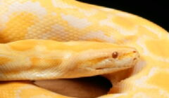 Diable de Tasmanie : apparence, puissance de la mâchoire, comportement ...