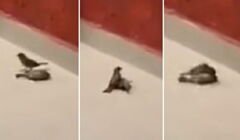 Le Phénix : 5 faits à connaître sur cet oiseau mythique