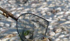 Découvrez le Macropinna, un étrange poisson des abysses à la tête ...