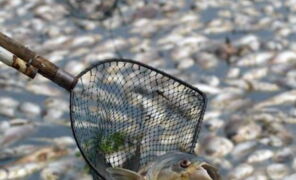 Quels sont les poisons naturels les plus mortels au monde