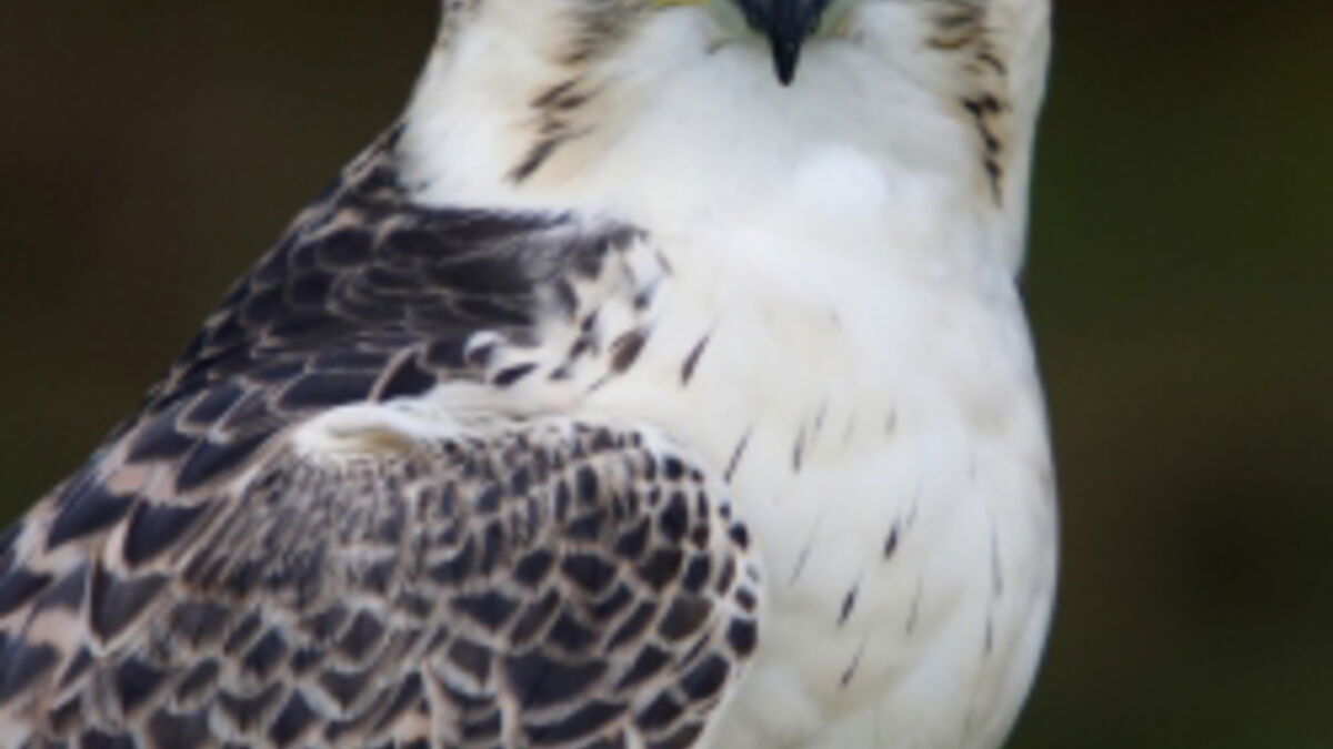 Le faucon gerfaut, un véritable oiseau de mer