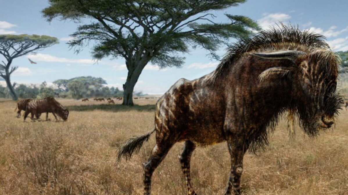 Rusingoryx, l'étrange gnou préhistorique au nez de dinosaure qui ...