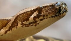 Quand un python géant régurgite un énorme varan en Thaïlande