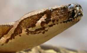 Etats-Unis : Il vivait avec 20 pythons chez lui (Photos)