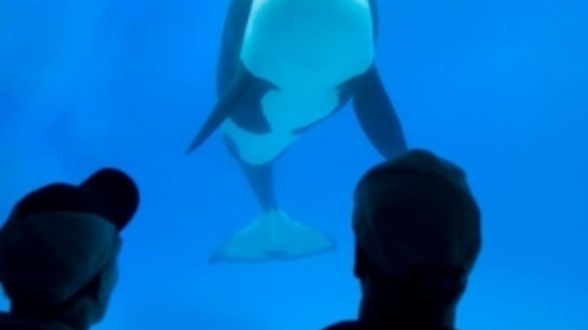 Marineland : un bébé orque conçu par insémination artificielle