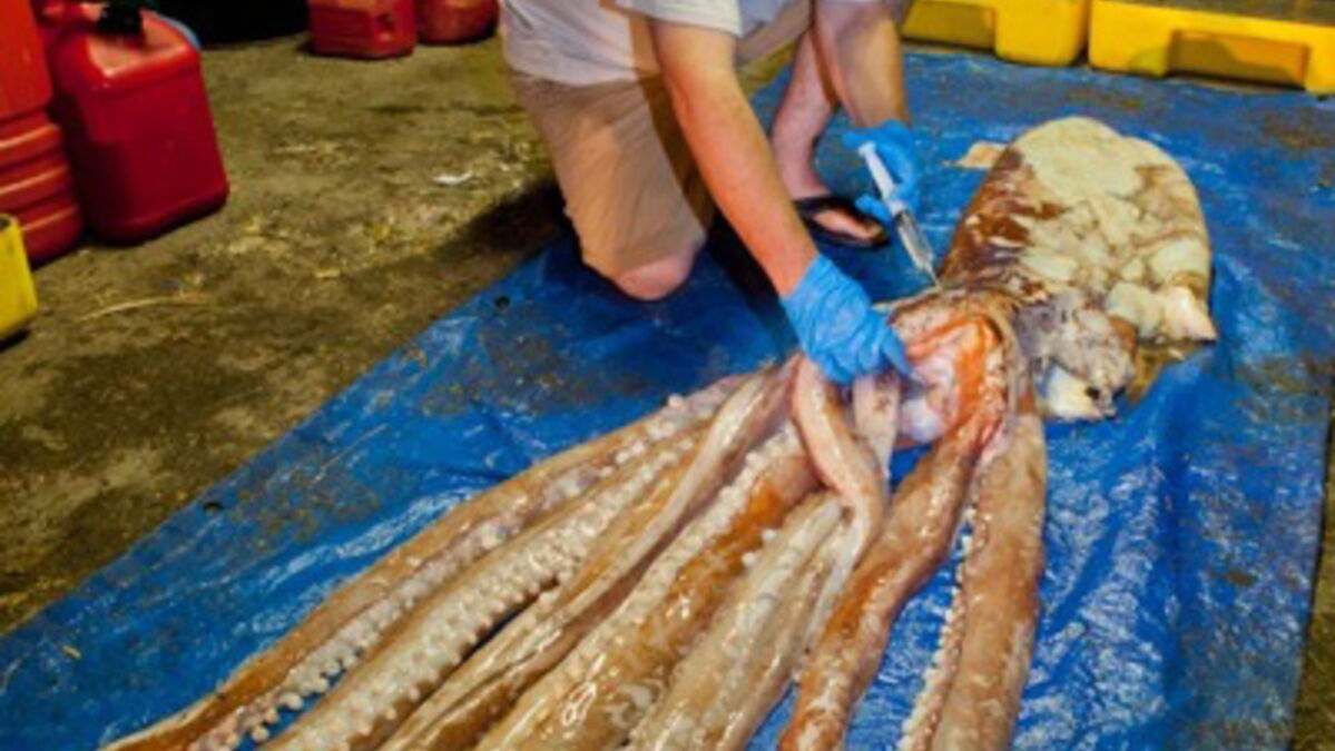 Un calmar géant de 8 mètres capturé en Floride