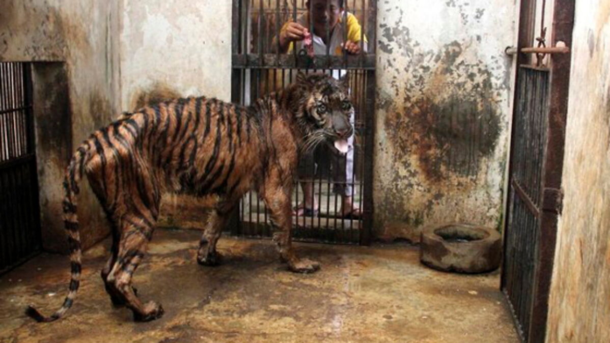 Le zoo de Surabaya ou "zoo de la mort" continue d'inquiéter en Indonésie