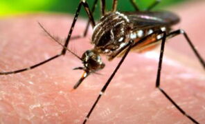 Savez-vous vraiment à quoi servent les moustiques