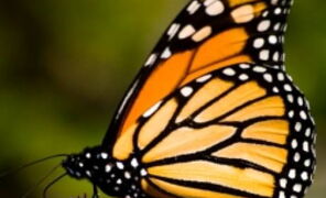 Animaux : découvrez la magnifique métamorphose de 15 chenilles en papillons