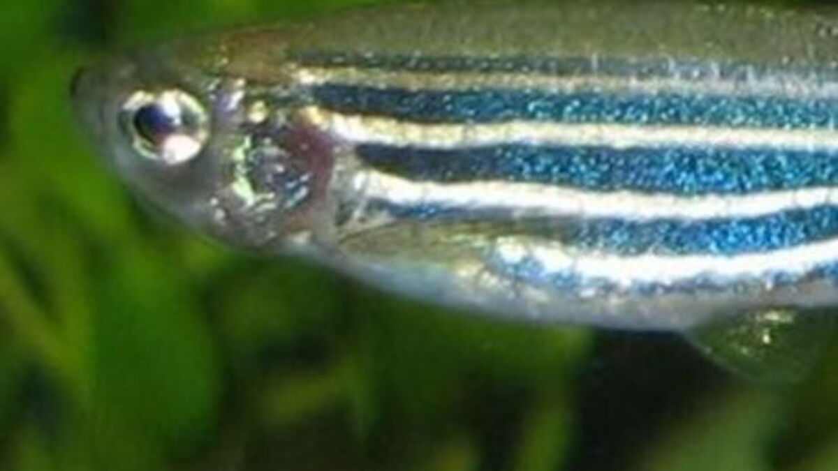 Le poisson zèbre: Un organisme modèle pour l'étude des maladies humaines