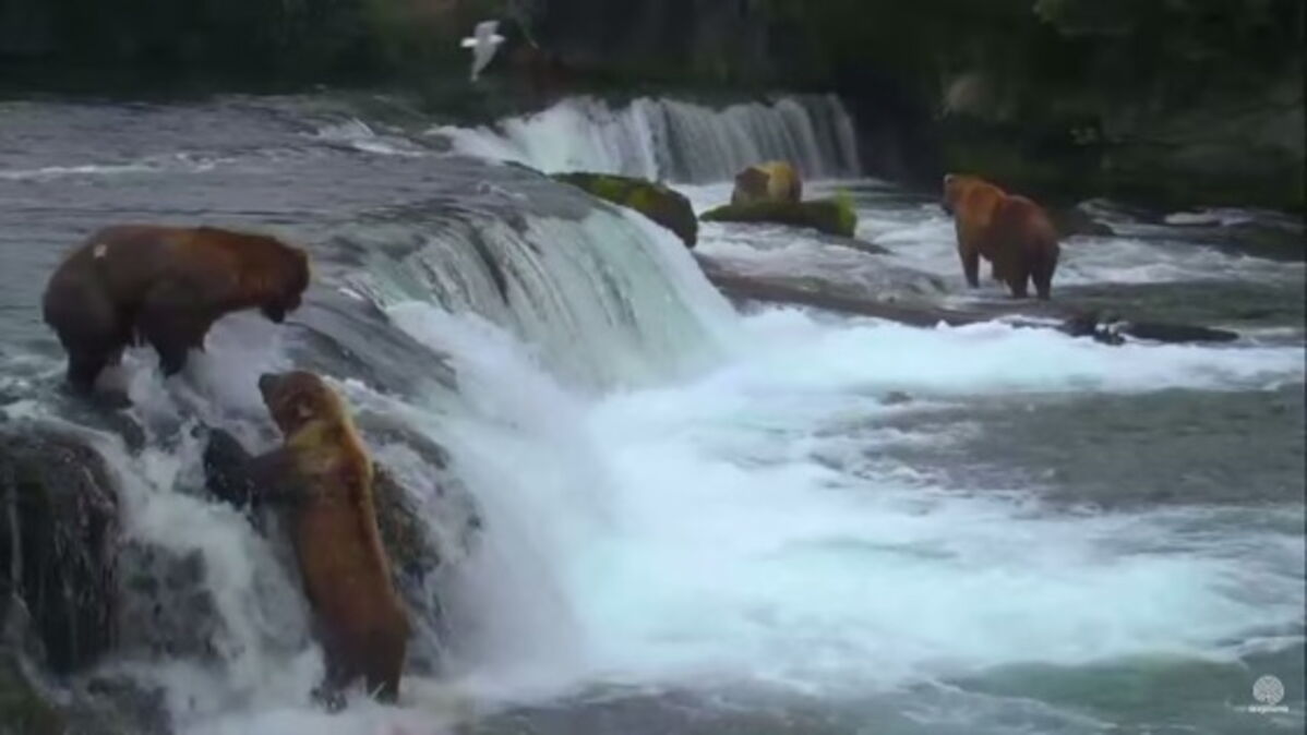 Quand deux ours bruns se battent pour attraper le même poisson