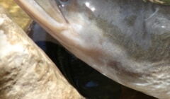 « Anguille sous roche » : que signifie cette expression