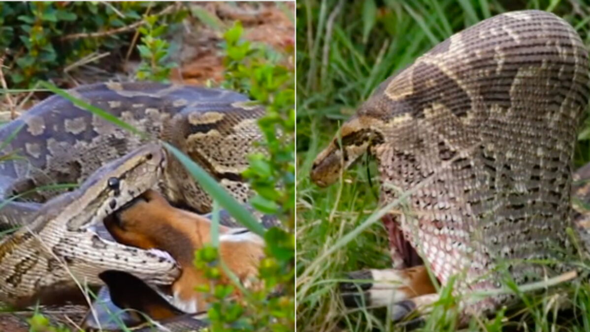 L'impressionnant repas d'un python surpris à engloutir un impala en ...